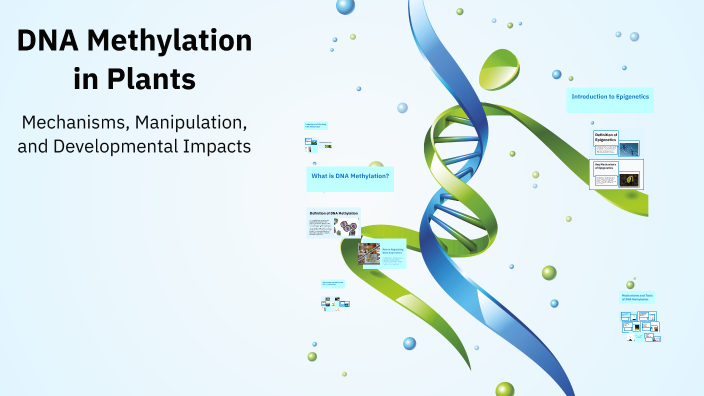 DNA Methylation in Plants by Zeel Bhatt on Prezi