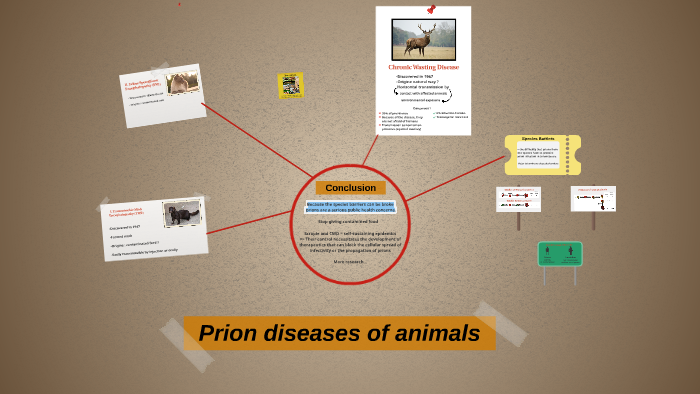 Prion desease of animals by Gaelle Rodts on Prezi