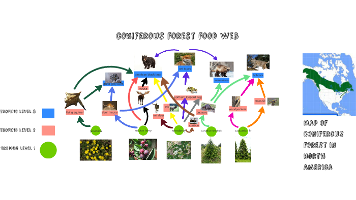 coniferous forest food web by mason kenniston on Prezi
