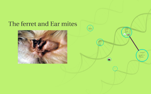 The ferret and Ear mites by Lydia Castillo