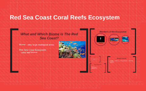 Red Sea Coast Coral Reef Ecosystem by Sophie Lewis on Prezi