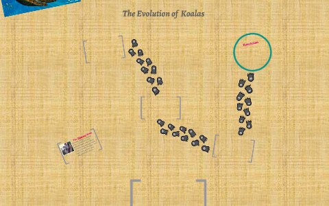 The Evolution of Koalas by Patrick McGuire on Prezi