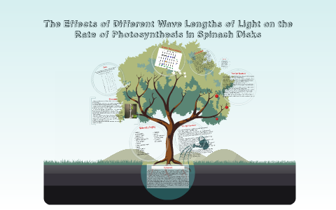Spinach Disk Lab by Jessica Hogan on Prezi