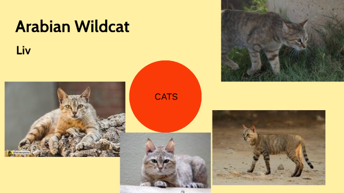 Arabian Wildcat by liv patrick on Prezi