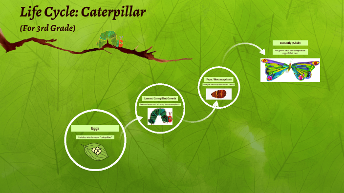 Caterpillar Life Cycles by Bonnie Sagana on Prezi