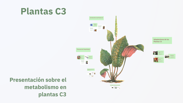 Plantas C3 by roxana lp on Prezi