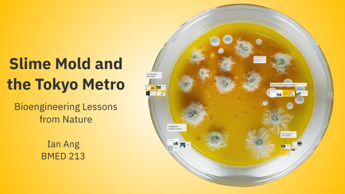 Slime Mold and the Tokyo Metro by Ian Ang on Prezi
