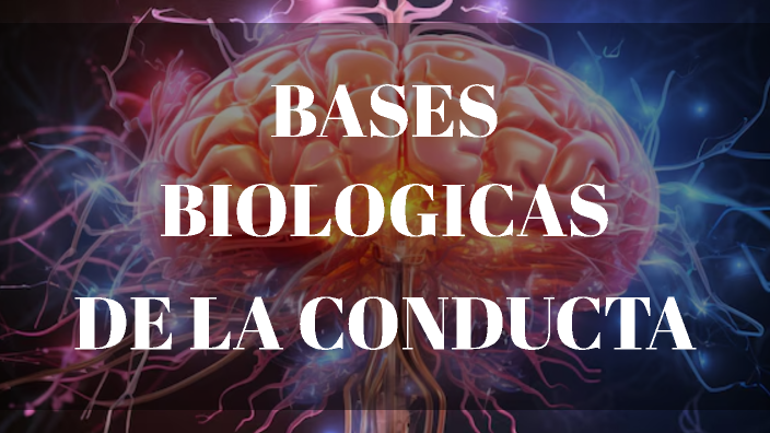BASES BIOLOGICAS DE LA CONDUCTA by Camila Yamilex Labanda Ramon on Prezi