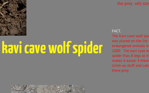 the Kavi cave wolf spider by Carter Mckiboon on Prezi