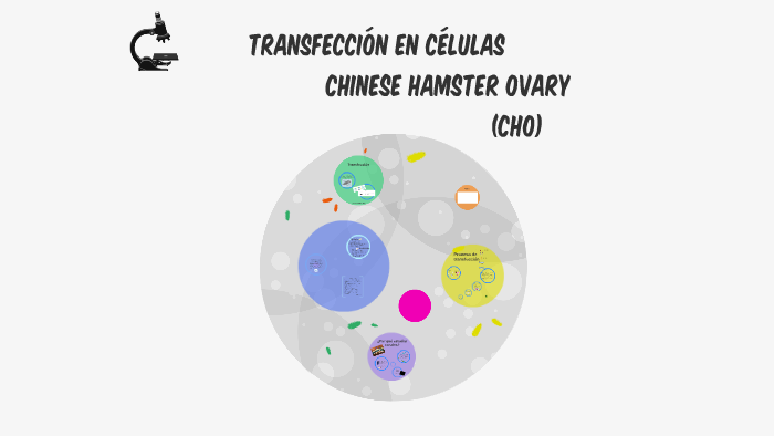 TRANSFECCIÓN by Ami Dominguez Bhn on Prezi