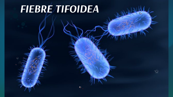 FIEBRE TIFOIDEA by Danny Ariza Muñoz on Prezi