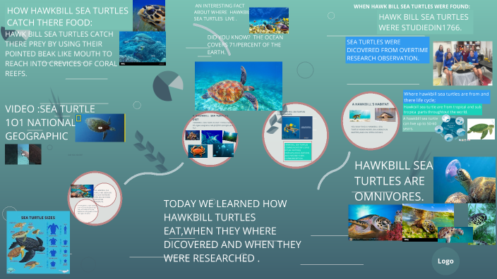 EVERYTHING TO KNOW HAWKSBILL SEA TURTLES by Myiesha Davis on Prezi