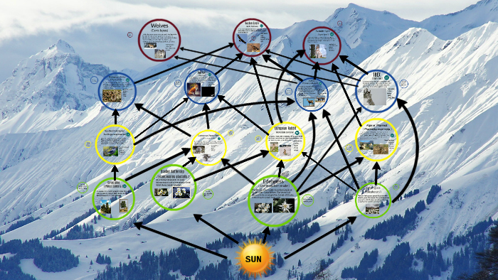 Alps food web by Devon Atwood on Prezi