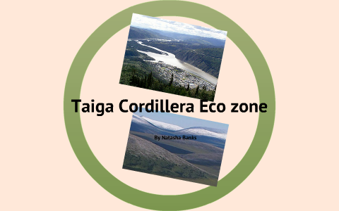 Taiga Cordillera Ecozone Project by Natasha Banks on Prezi