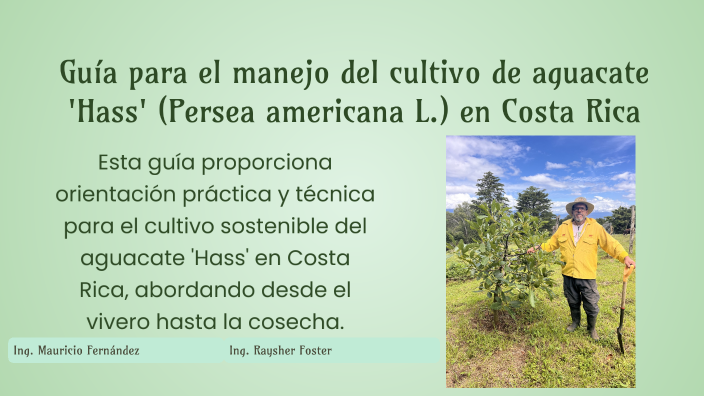 Guía para el manejo del cultivo de aguacate 'Hass' (Persea americana L ...