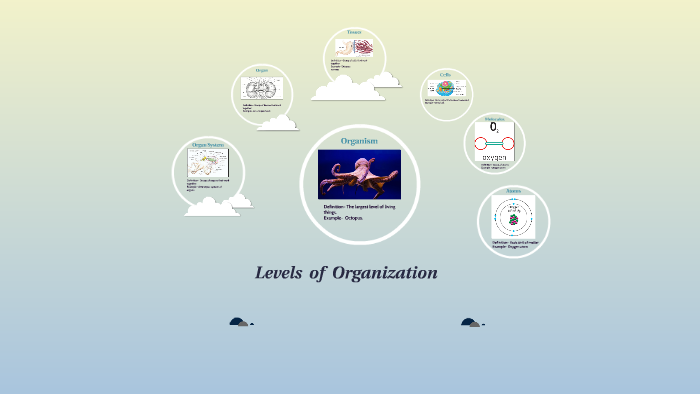 Levels of Organization of a Octopus by Francesca G on Prezi