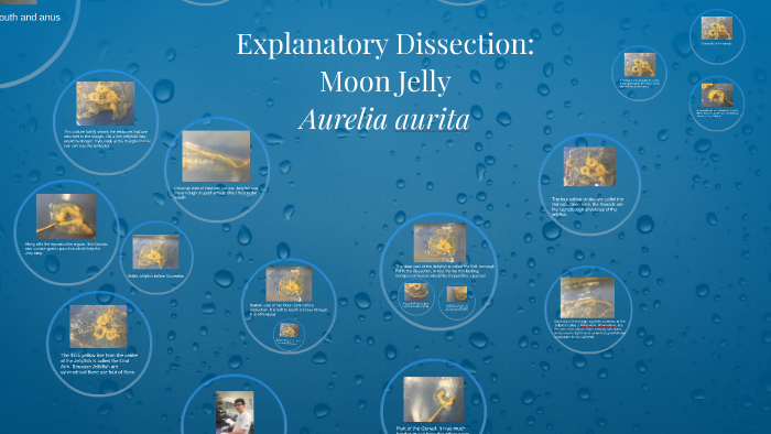 Explanatory Dissection by Jake Bond on Prezi
