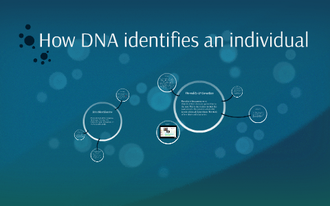 How DNA identifies an individual by Jessie Epps on Prezi