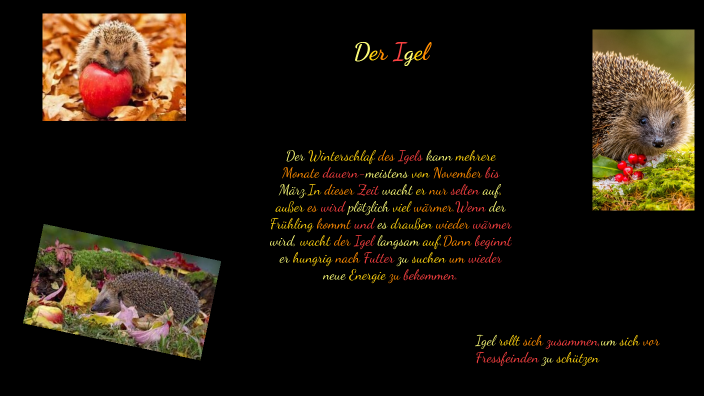 Der Igel by Greta Heidinger on Prezi