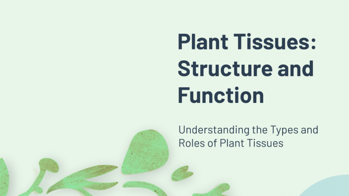 Plant Tissues: Structure and Function by Ahmad Zuhudy on Prezi