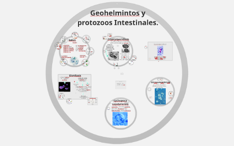Geohelmintos y protozoos Intestinales. by adriana chinchilla on Prezi