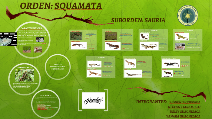 ORDEN: SQUAMATA by Stefy Jaramillo on Prezi