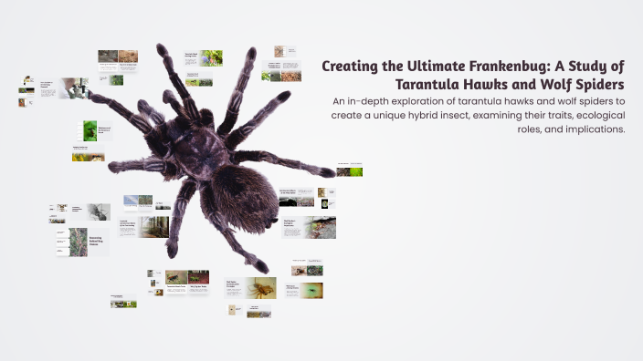 Creating the Ultimate Frankenbug: A Study of Tarantula Hawks and Wolf ...