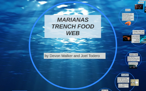 Marianas Trench Food Web by Joel Todero on Prezi