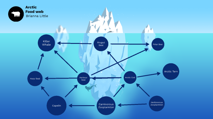 arctic food web by bri little