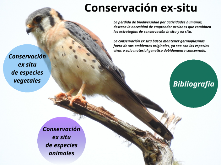 conservación ex-situ by Pablo Angulo on Prezi