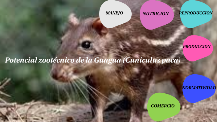 Guagua (Cuniculus paca) by Dania Burbano on Prezi