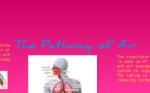The Pathway of Air by courtney young on Prezi