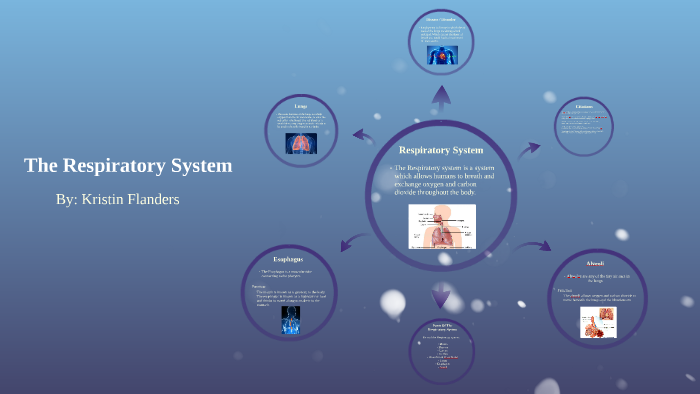 The Respiratory System by Kristin Flanders on Prezi