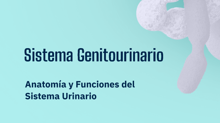 Sistema Genitourinario by Jhonys Florian on Prezi