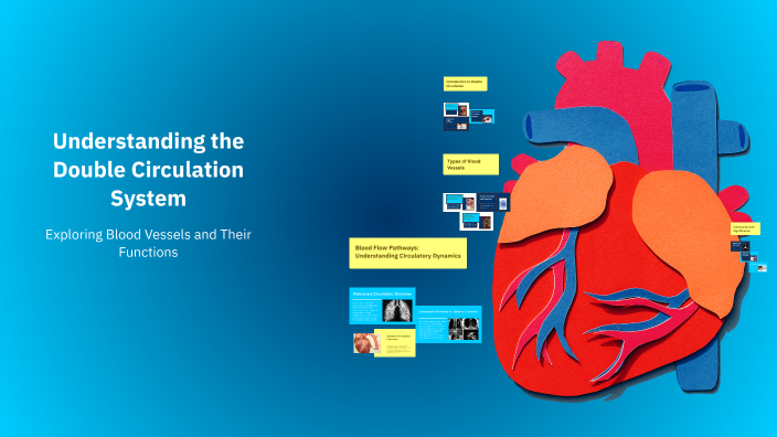 Understanding the Double Circulation System by T-Jay Honsbeek on Prezi