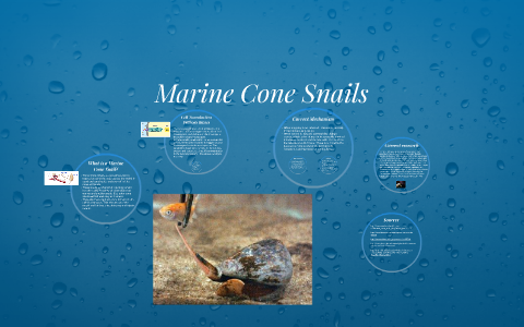 Marine Cone Snails by Seth Miller on Prezi