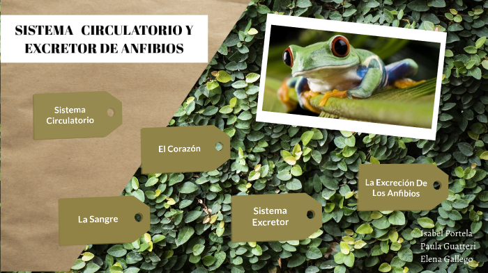 SISTEMA ANFIBIOS by Elena Gallego-Nicasio on Prezi