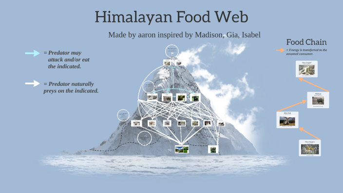 Himalayan Mountain Food Web by Aaron on Prezi