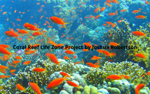 APES Coral Reef Biome Project by Joshua Robertson on Prezi