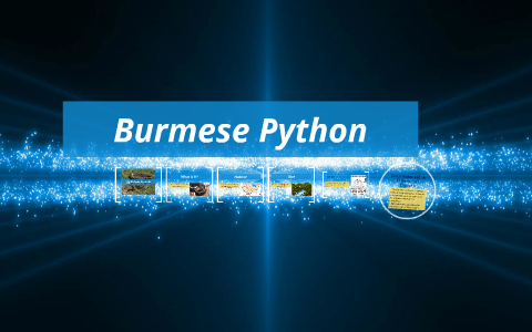 Burmese Python by Keivan Arevalo on Prezi