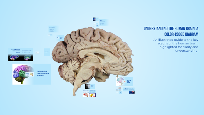 Understanding the Human Brain: A Color-Coded Diagram by Aarav Patel on Prezi