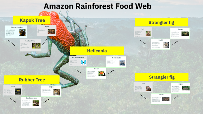 Amazon Rainforest Food Web by Benjamin Davis on Prezi