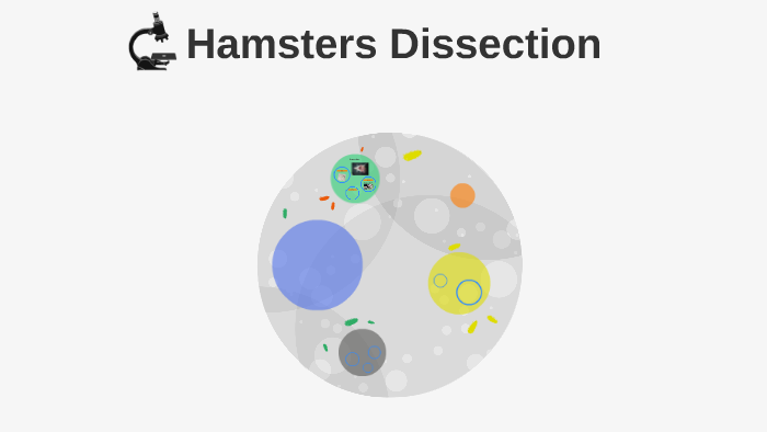 Hamsters Dissection by Cindy Carranza on Prezi
