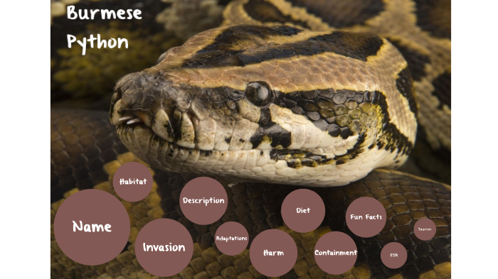 Burmese Python by Casey Gormley on Prezi