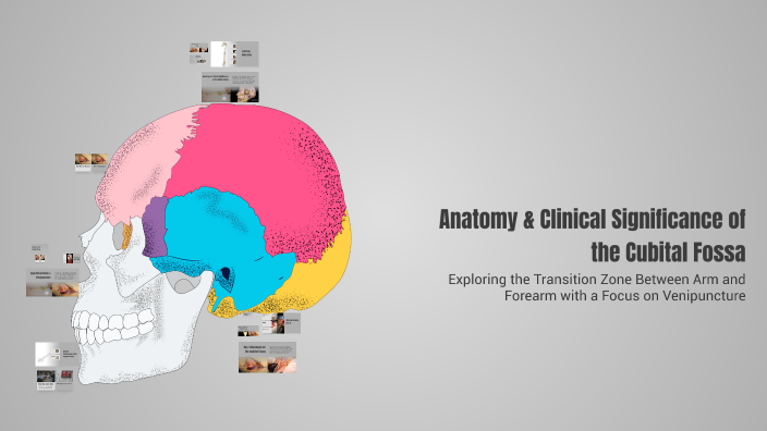 Anatomy & Clinical Significance of the Cubital Fossa by Jaival Patel on ...
