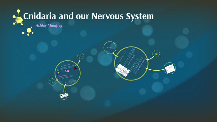 Cnidaria and our Nervous System by Ashley Mumfrey on Prezi