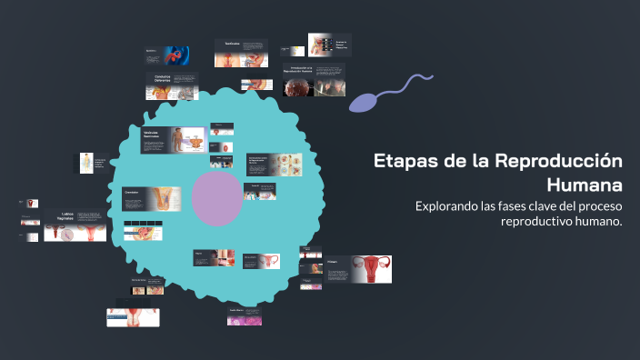 Etapas de la Reproducción Humana by Bryan Cobeña on Prezi