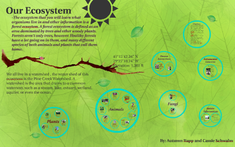 Our Ecosytem by Autumn Rapp on Prezi