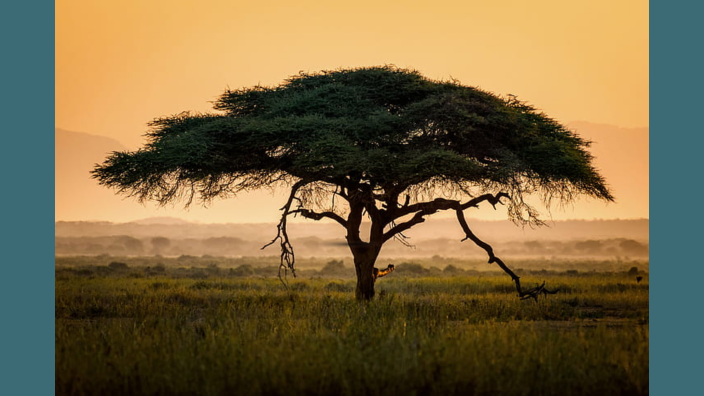 Problem Tree Analysis - Poverty by Celestine Garcia on Prezi