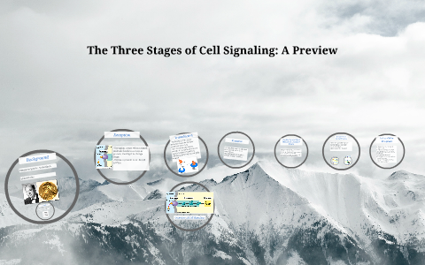 The Three Stages of Cell Signaling: A Preview by Victoria Martinez on Prezi